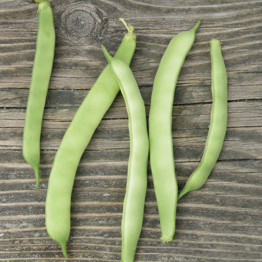 Kahnawake Mohawk Pole Bean (Phaseolus vulgaris) | Terre promise